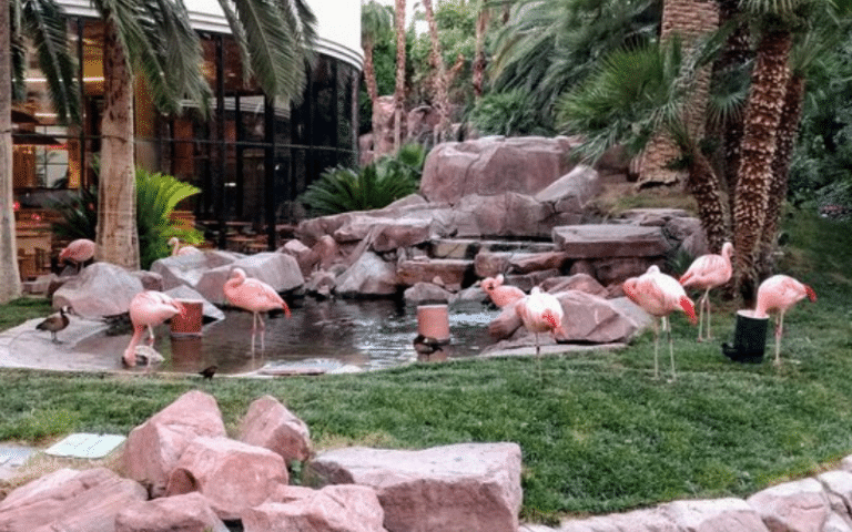 Flamingo Las Vegas - Hotel & Casino | Las Vegas Direct